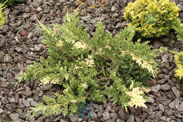 Juniperus chinensisexpansa variegata de la compania LAND DESIGN I.I. în ...